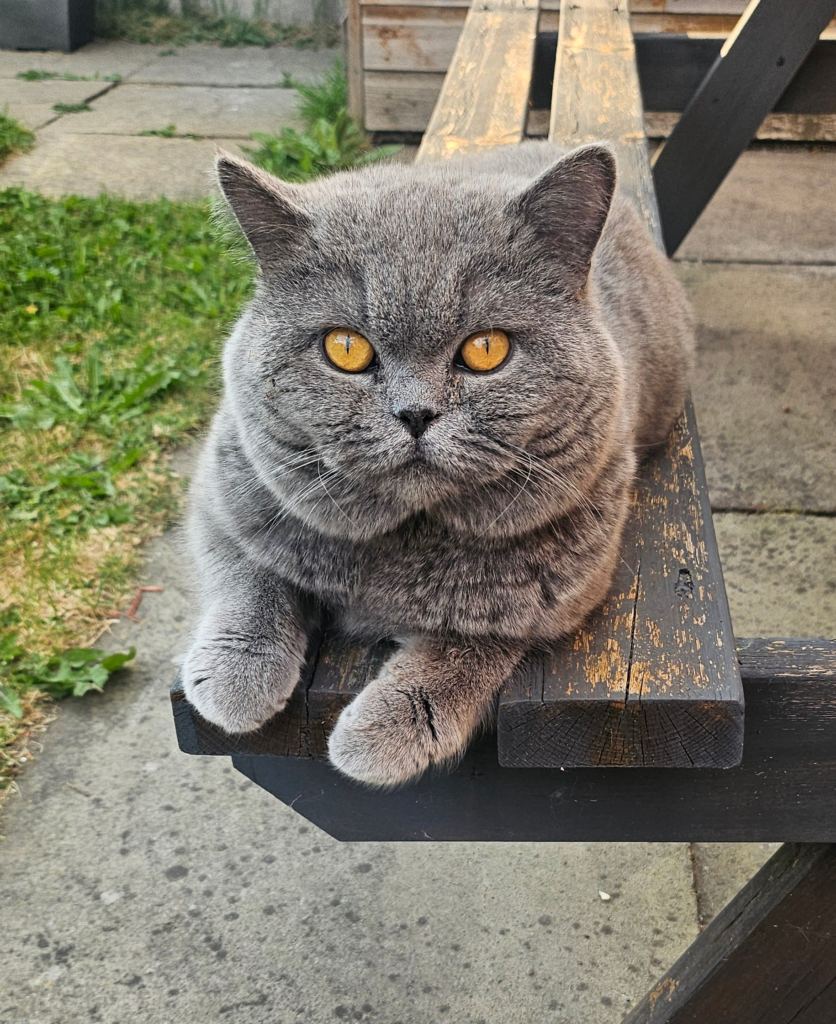 info - Bellacats